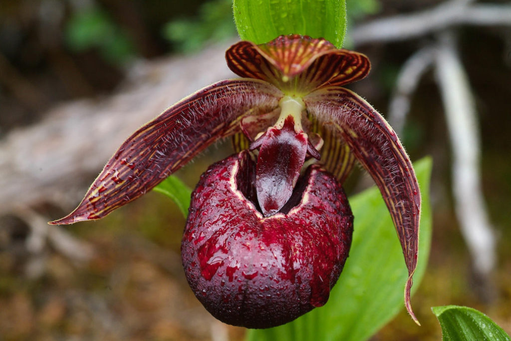 Chinese Orchids: Types, Photos, Growing Conditions