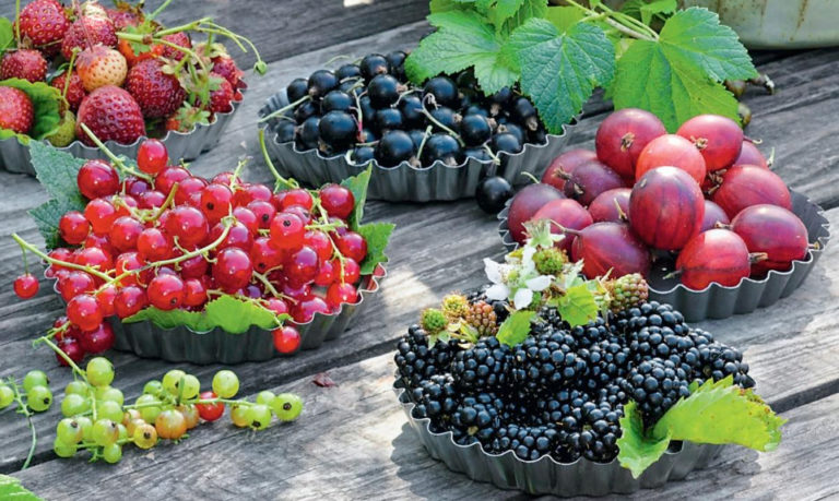 Berry Bushes In The Country: Secrets Of a Good Harvest - Best Landscape ...