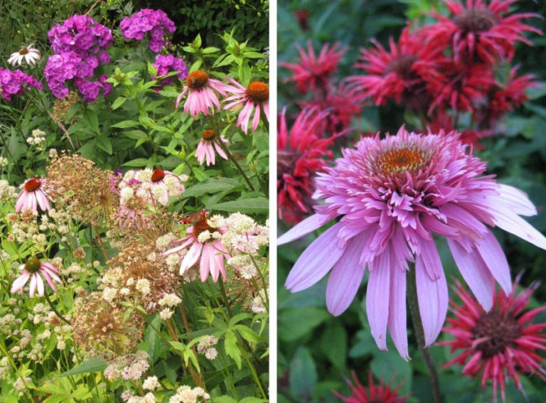 Echinacea In a Flower Garden: Designer's Tips