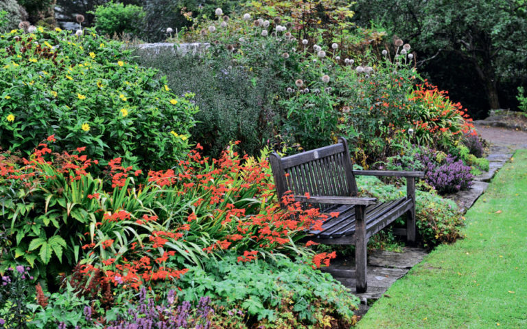 Echinops: The Most Beautiful Varieties, Secrets Of Planting And ...