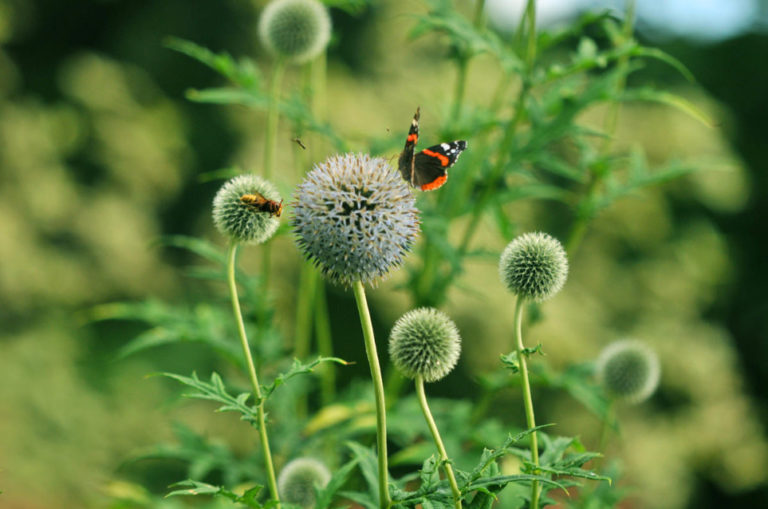 Echinops: The Most Beautiful Varieties, Secrets Of Planting And ...