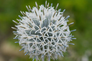 Echinops: The Most Beautiful Varieties, Secrets Of Planting And ...
