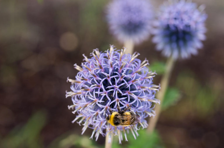 Echinops: The Most Beautiful Varieties, Secrets Of Planting And ...