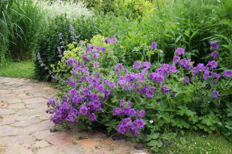 Echinops: The Most Beautiful Varieties, Secrets Of Planting And ...