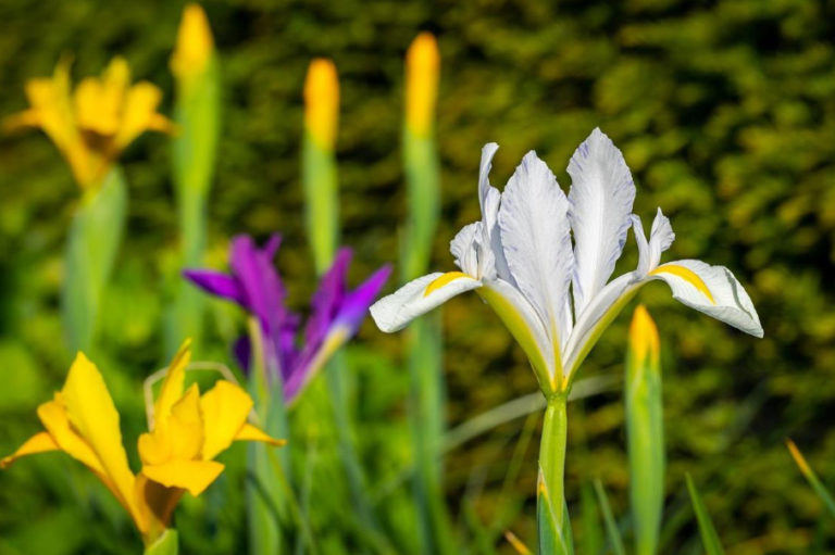 Unpretentious Iris Spuria: Care And Types - Best Landscape Ideas