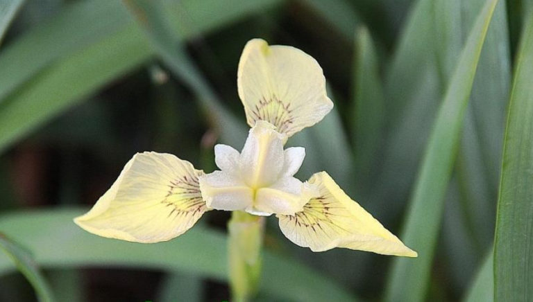 Unpretentious Iris Spuria: Care And Types