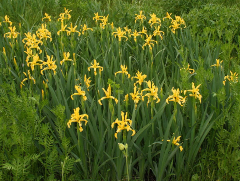 Unpretentious Iris Spuria: Care And Types