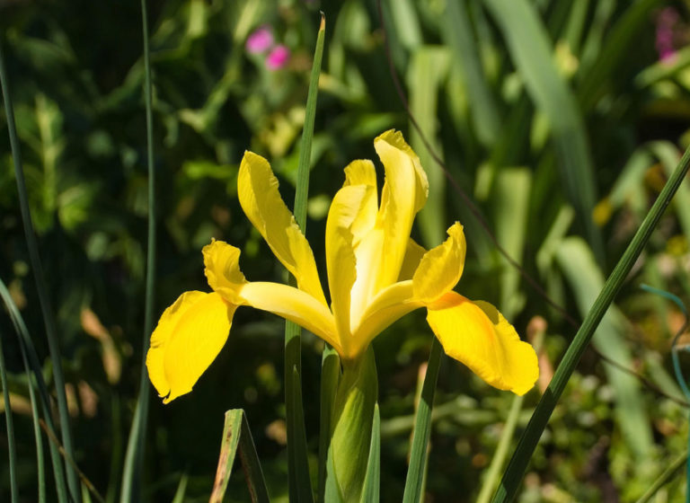 Unpretentious Iris Spuria: Care And Types