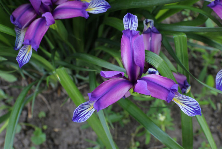 Unpretentious Iris Spuria: Care And Types