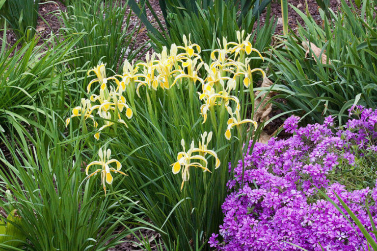 Unpretentious Iris Spuria: Care And Types