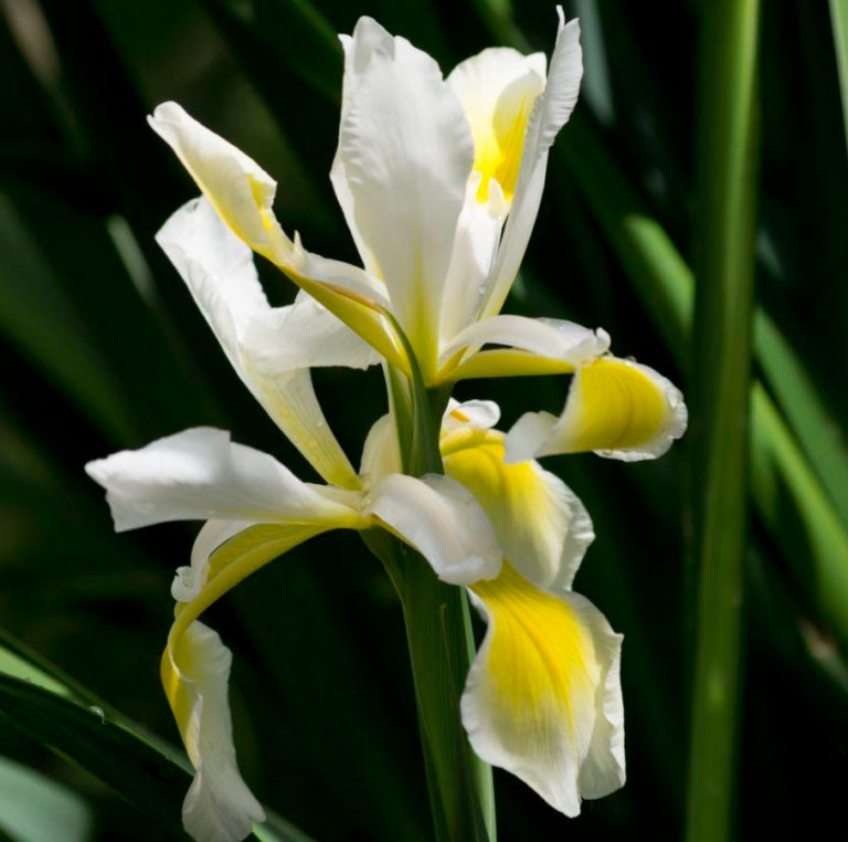 Unpretentious Iris Spuria: Care And Types