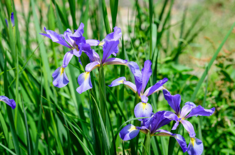 Unpretentious Iris Spuria: Care And Types