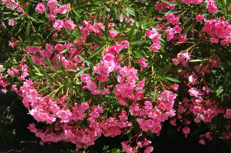 Oleanders For Garden And Home: An Overview Of The Best Varieties - Best ...