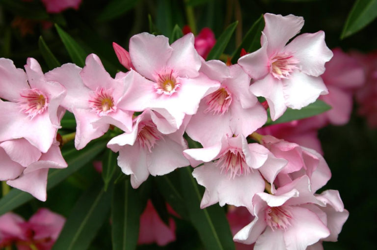 Oleanders For Garden And Home: An Overview Of The Best Varieties