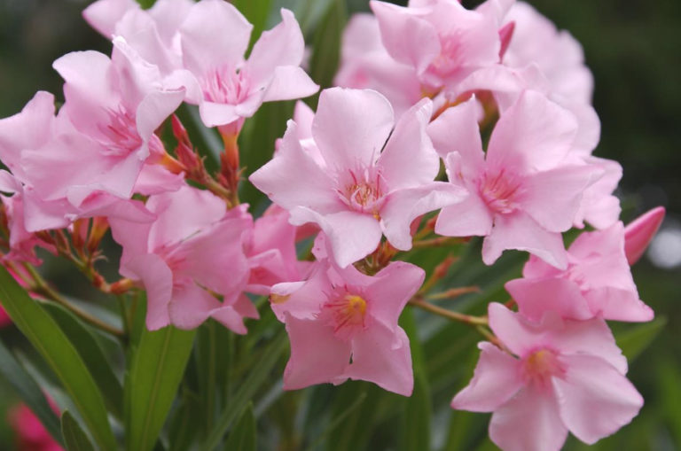 Oleanders For Garden And Home: An Overview Of The Best Varieties