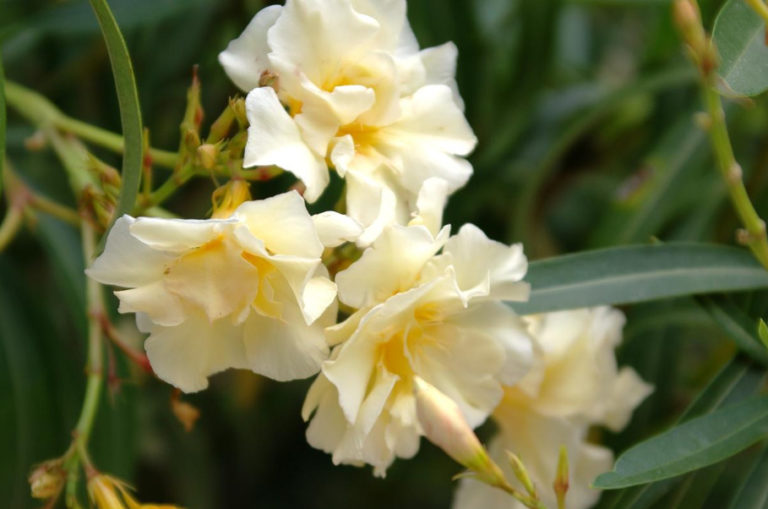 Oleanders For Garden And Home: An Overview Of The Best Varieties