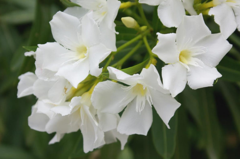 Oleanders For Garden And Home: An Overview Of The Best Varieties