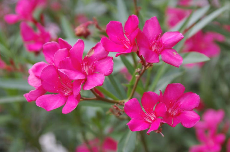 Oleanders For Garden And Home: An Overview Of The Best Varieties