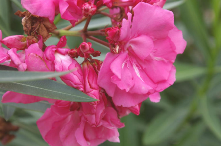 Oleanders For Garden And Home: An Overview Of The Best Varieties