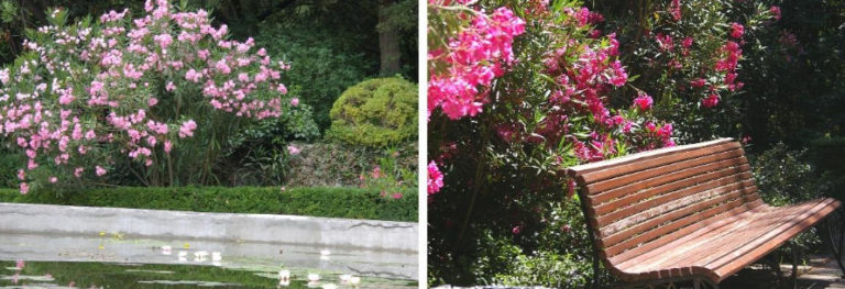 Oleanders For Garden And Home: An Overview Of The Best Varieties