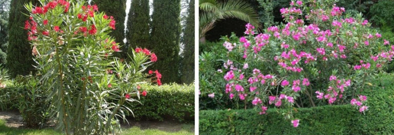 Oleanders For Garden And Home: An Overview Of The Best Varieties