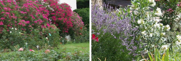 Oleanders For Garden And Home: An Overview Of The Best Varieties