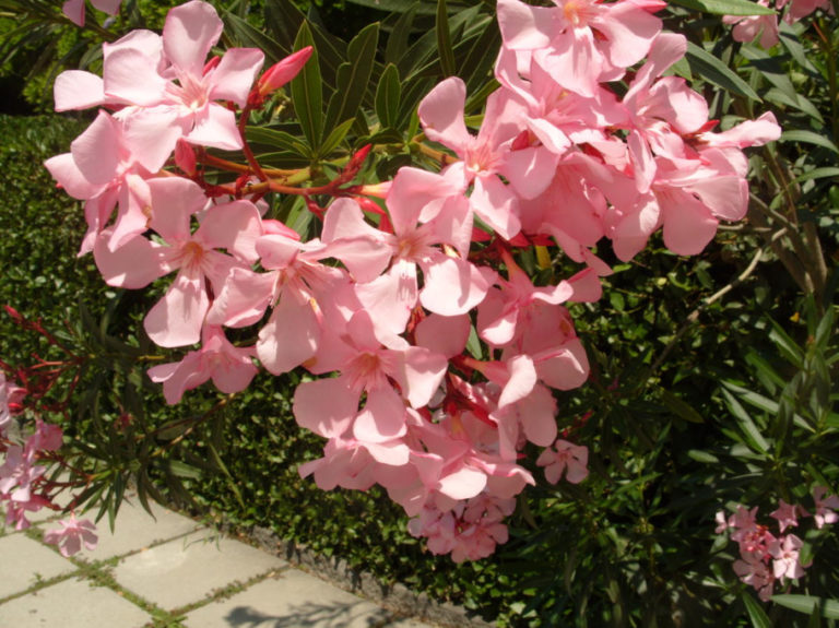 Oleanders For Garden And Home: An Overview Of The Best Varieties
