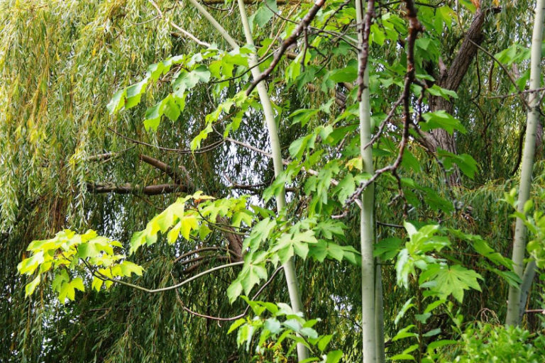 Exotic Trees With Green Trunks: The Possibilities Of Growing Them In a ...