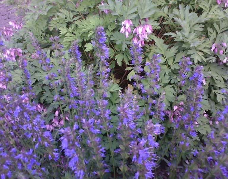 Hyssop: How To Grow And Propagate It