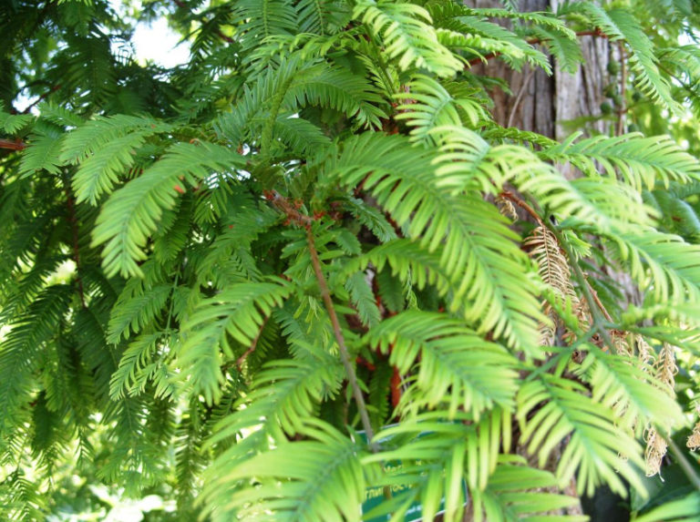 Larch And Other Deciduous Conifers: Types And Features Of Cultivation