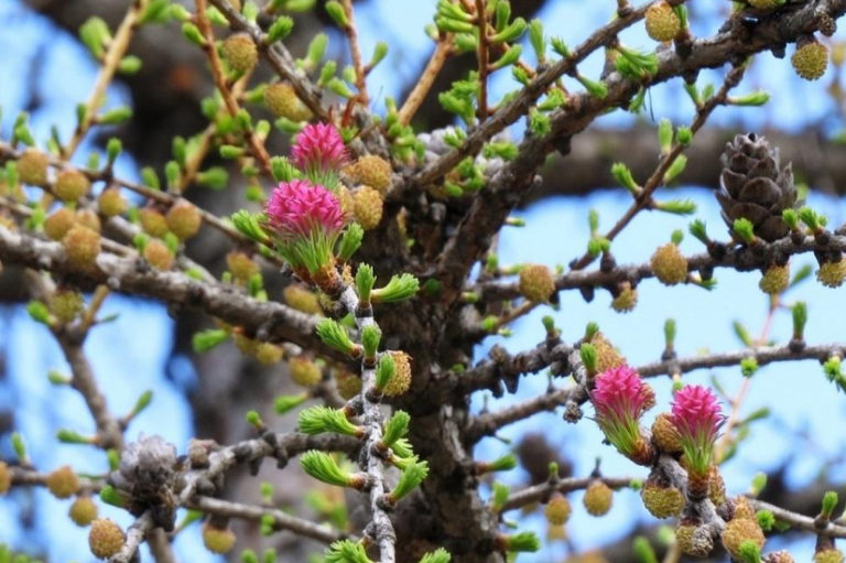 Larch And Other Deciduous Conifers: Types And Features Of Cultivation