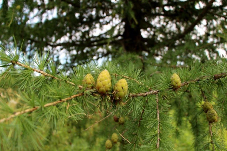 Larch And Other Deciduous Conifers: Types And Features Of Cultivation