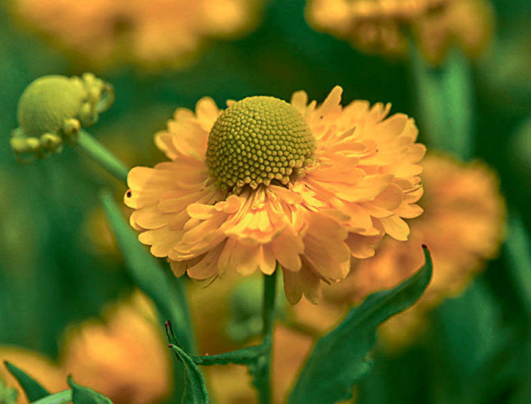 The Most Beautiful Heleniums And The Secrets Of Their Abundant ...