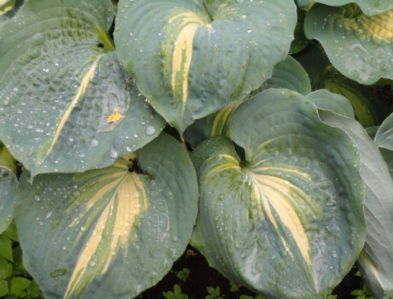 The Most Unusual And Memorable Varieties Of Hosts