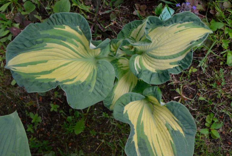 The Most Unusual And Memorable Varieties Of Hosts