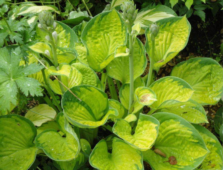 The Most Unusual And Memorable Varieties Of Hosts