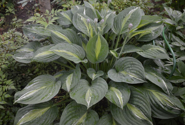 The Most Unusual And Memorable Varieties Of Hosts