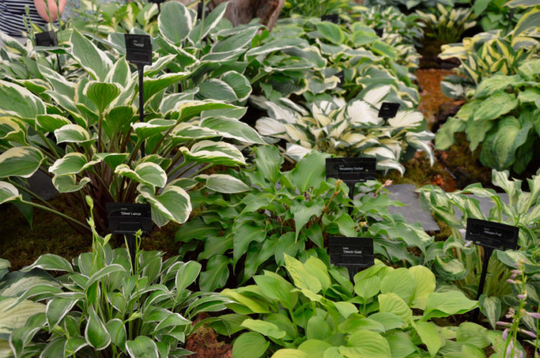 The Most Unusual And Memorable Varieties Of Hosts