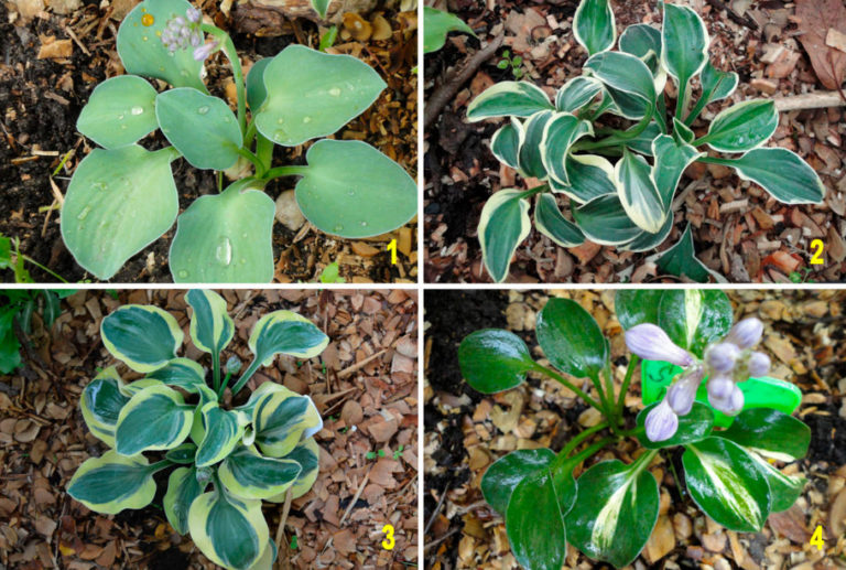 The Most Unusual And Memorable Varieties Of Hosts