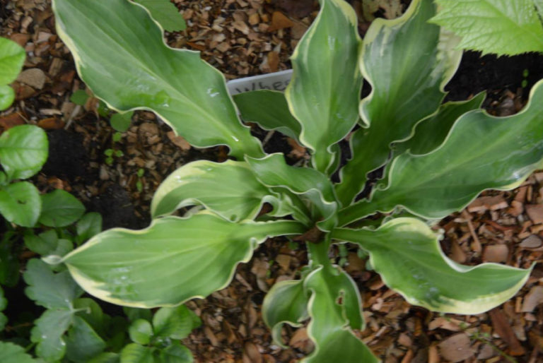 The Most Unusual And Memorable Varieties Of Hosts