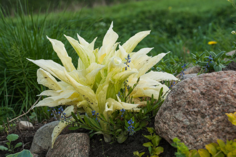 The Most Unusual And Memorable Varieties Of Hosts