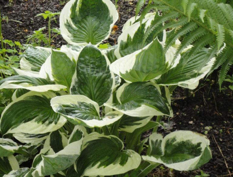 The Most Unusual And Memorable Varieties Of Hosts