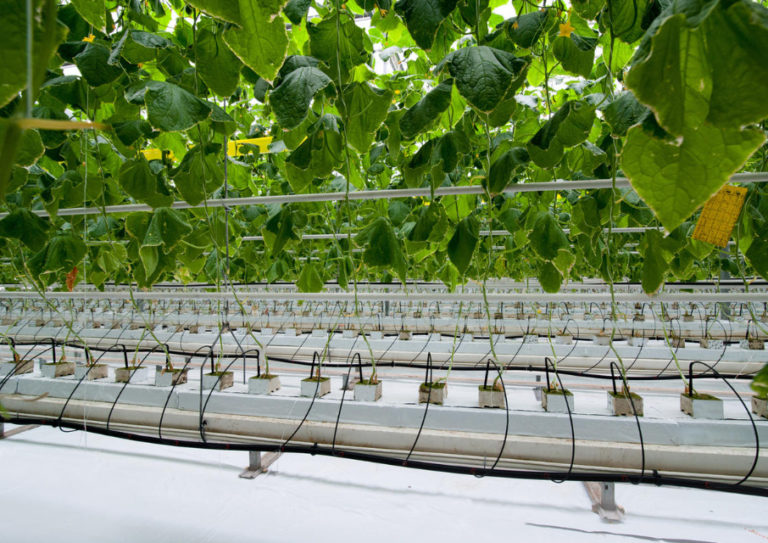 Urea Top Dressing: When And How Much To Apply