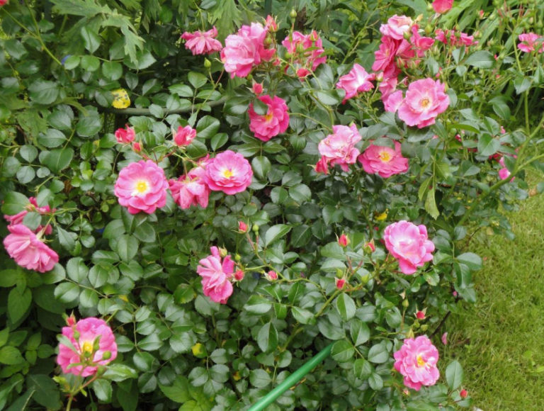 What Top Dressing Roses Need: 10 Rules For Fertilizing - Best Landscape ...