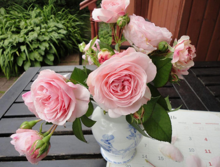 What Top Dressing Roses Need: 10 Rules For Fertilizing