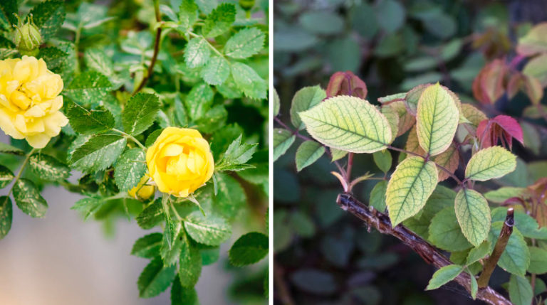 What Top Dressing Roses Need: 10 Rules For Fertilizing
