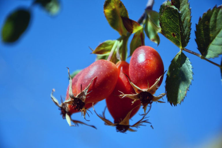 When And How To Collect Rosehip - Best Landscape Ideas