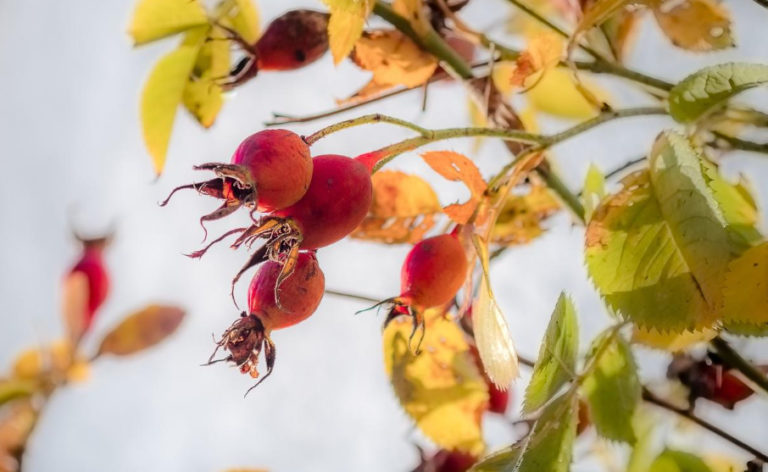 When And How To Collect Rosehip