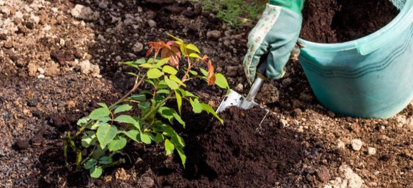 When And What To Feed The Roses — In Spring, Summer And Autumn (Part 1 ...