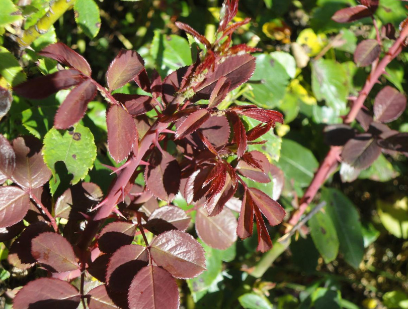 When And What To Feed The Roses — In Spring, Summer And Autumn (Part 2 ...